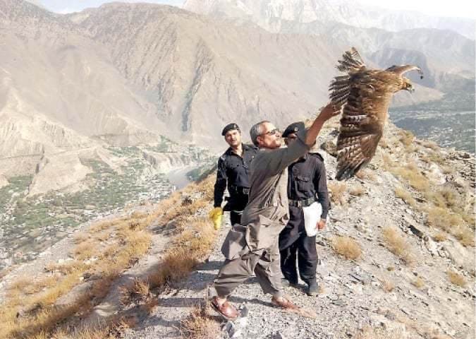 Eagle seized from villager released into national park - Newspaper ...