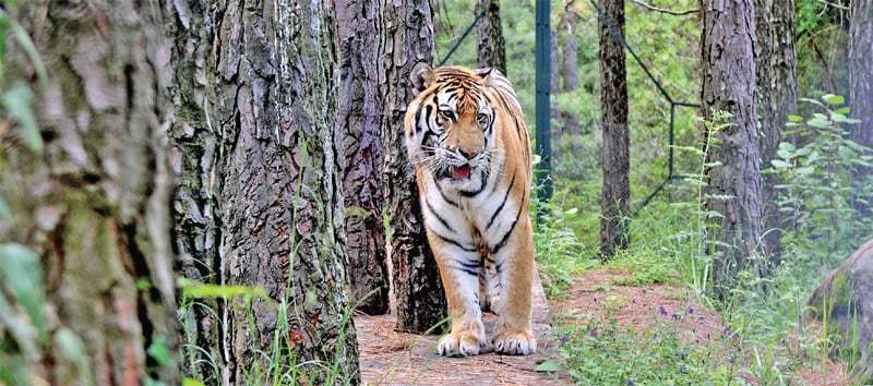 The seldom remembered expansive, scenic zoo in Murree - Pakistan - DAWN.COM