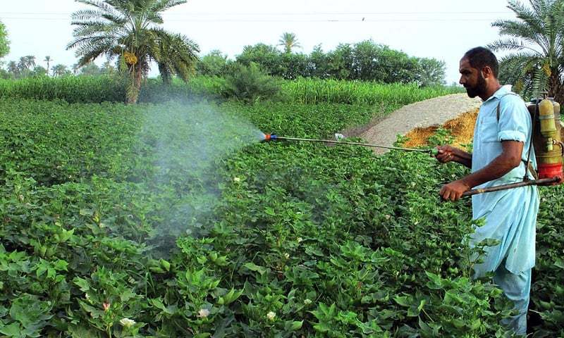 Punjab exceeds cotton sowing target - Business - DAWN.COM