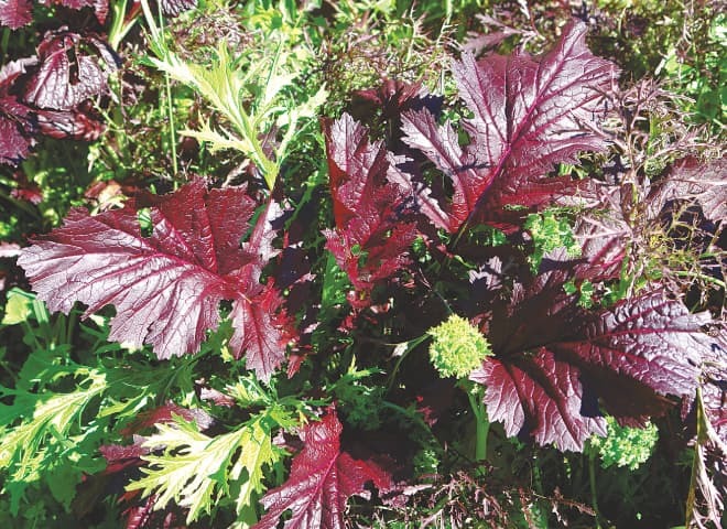 GARDENING: TALL PLANTS THAT MAKE A STATEMENT - Newspaper - DAWN.COM