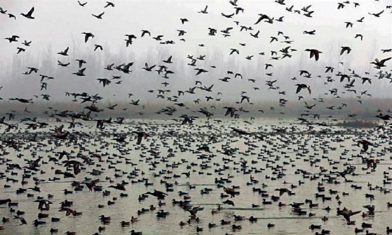 Self-flying glider ‘learns’ to soar like a bird - World - DAWN.COM