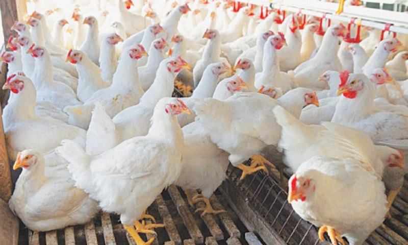 Gearing up for chicken exports - Newspaper - DAWN.COM