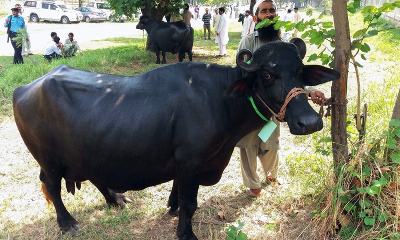 PM house buffaloes auctioned off for Rs2.3m - Pakistan - DAWN.COM