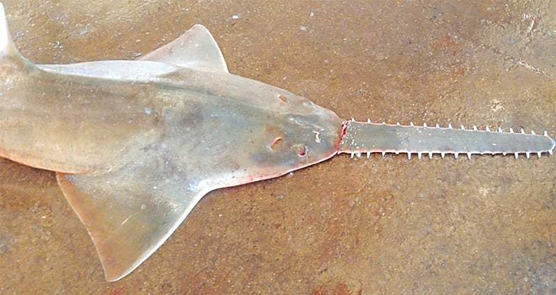 ‘Efforts needed to protect sawfish facing extinction’ - Newspaper ...