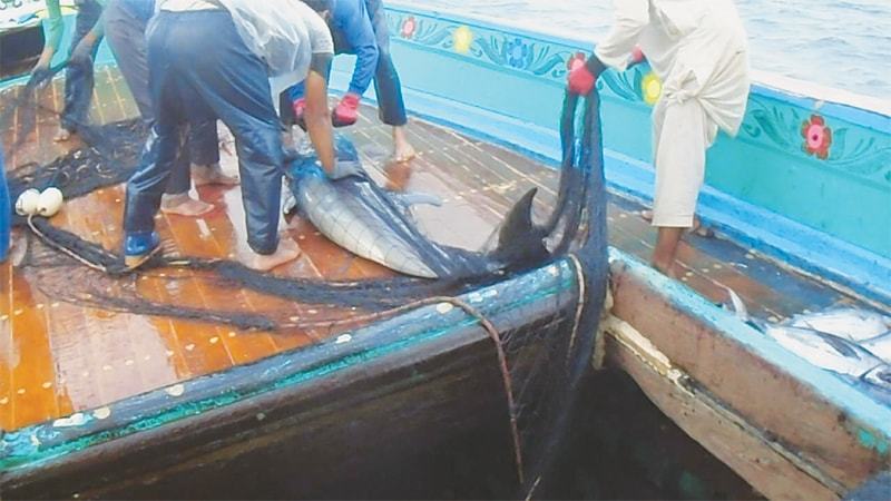 Entangled dolphins released back into sea - Pakistan - DAWN.COM