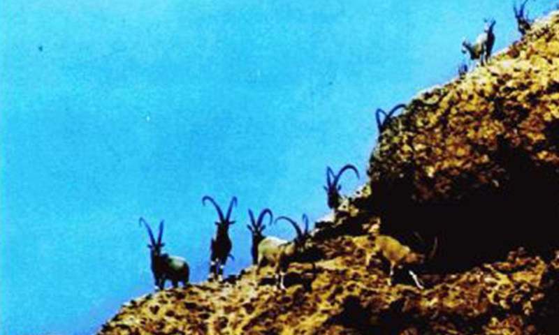 Looking back at Pakistan's environmental disaster in the 80s - Herald