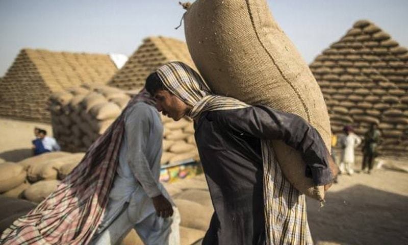 ECC to allow wheat export tomorrow - Pakistan - DAWN.COM