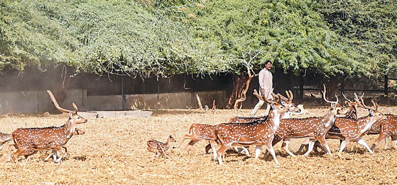 Overcrowding, inbreeding pose threat to Safari animals - Newspaper ...