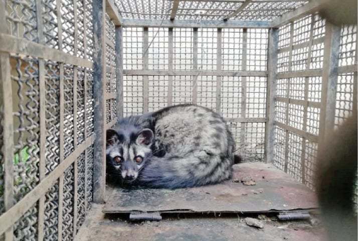 Seized civet cat released in forest - Newspaper - DAWN.COM