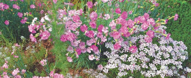 GARDENING WHICH FRAGRANT PLANTS ARE SUITABLE FOR LAHORE Newspaper gardening-which-fragrant-plants-are-suitable-for-lahore-newspaper