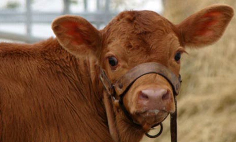 Stray cows to be bar coded in Indian state to counter Uttar Pradesh's ...