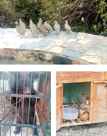 Seven monkeys, 11 chukors confiscated - Newspaper - DAWN.COM