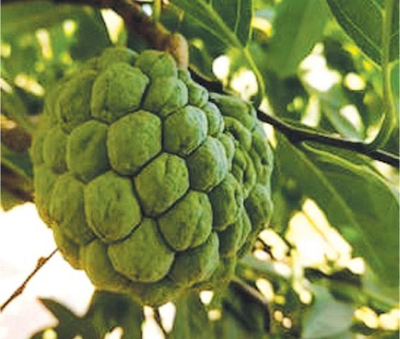 GARDENING: ‘CAN BLUEBERRIES BE GROWN IN LAHORE?’ - Newspaper - DAWN.COM