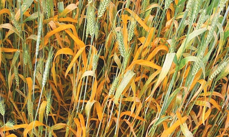 Wheat under Yellow Rust attack - Newspaper - DAWN.COM