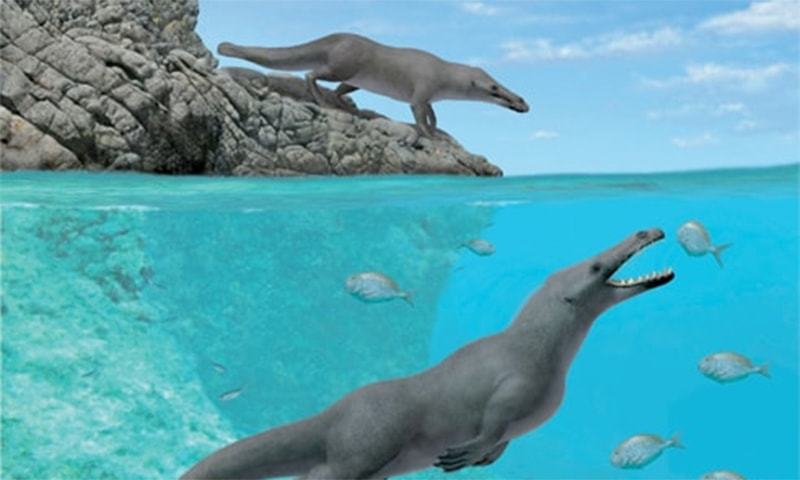 Ancient four-legged whale walked on land, swam in sea - World - DAWN.COM