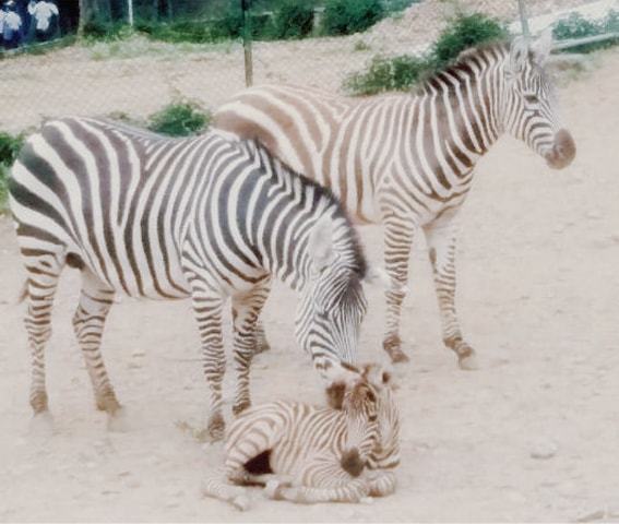 Baby zebra adds to zoo’s attraction - Newspaper - DAWN.COM