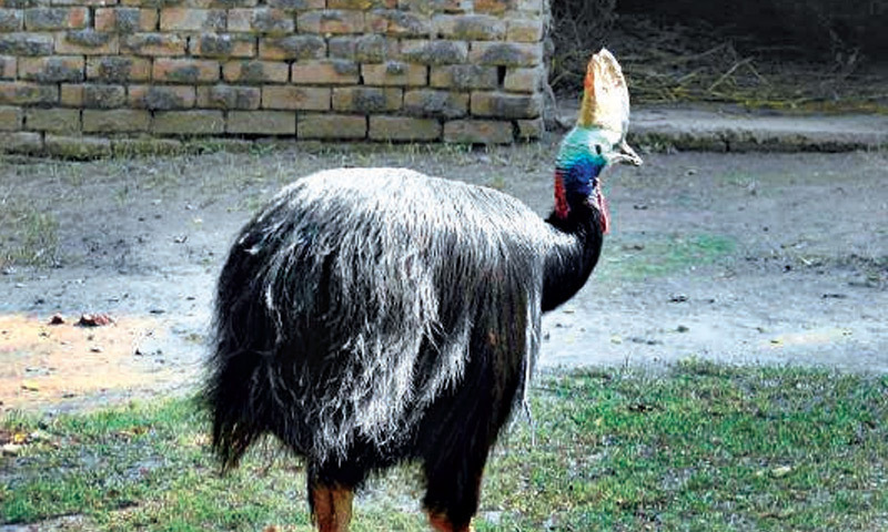 Large, flightless bird attacks and kills its fallen owner - World ...