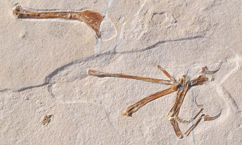 Scientists unearth ‘most bird-like’ dinosaur ever found - World - DAWN.COM