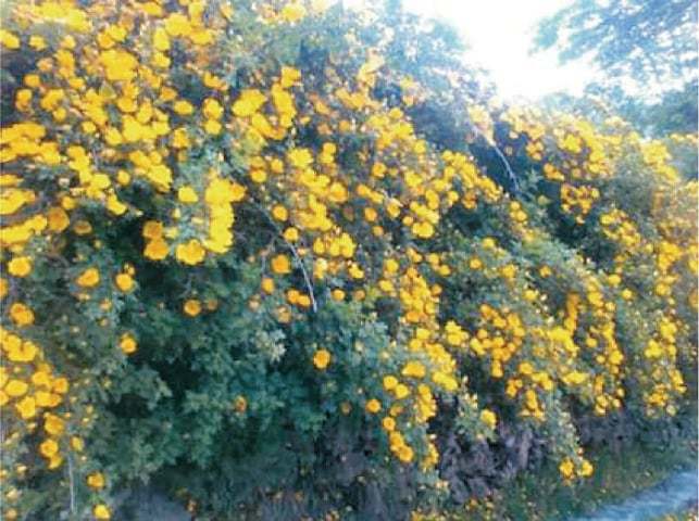 Chitral’s famous flowering plant on verge of extinction - Newspaper ...
