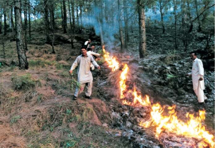 Fires in Murree forests under control - Newspaper - DAWN.COM