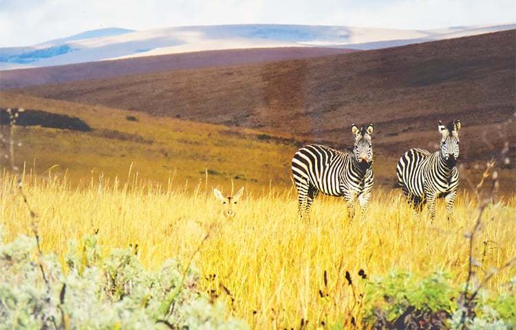 Exhibition on life, wildlife and nature of Malawi opens - Newspaper ...