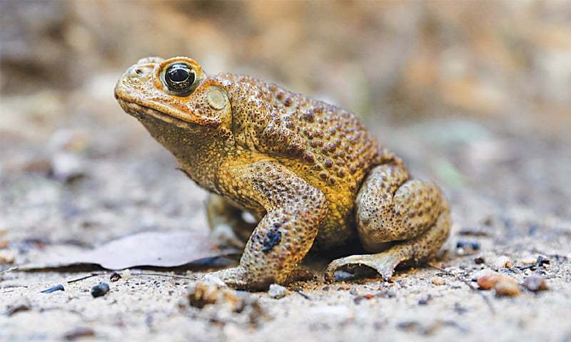 Captured toxic cane toad in Australia sparks fears - Newspaper - DAWN.COM