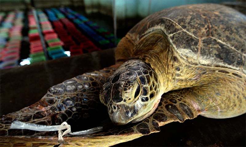 ‘Neglect killed ailing turtle’ - Pakistan - DAWN.COM