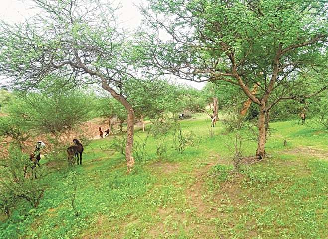 Thar begins to turn green amid rainfall - Newspaper - DAWN.COM