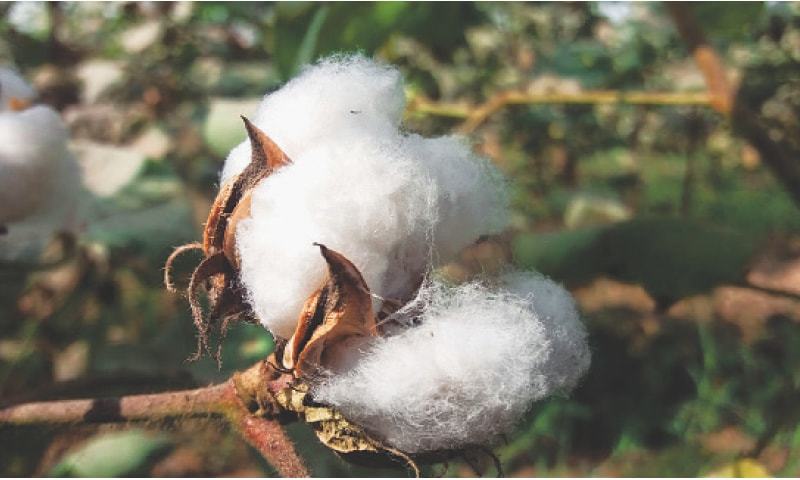 Cotton woes and Indian import ban - Business - DAWN.COM