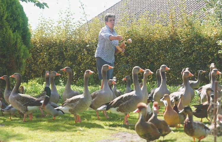 French ducks in the dock for quacking - Newspaper - DAWN.COM