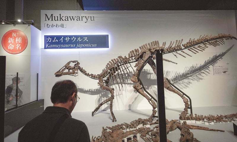 Japanese scientists find new dinosaur species - World - DAWN.COM