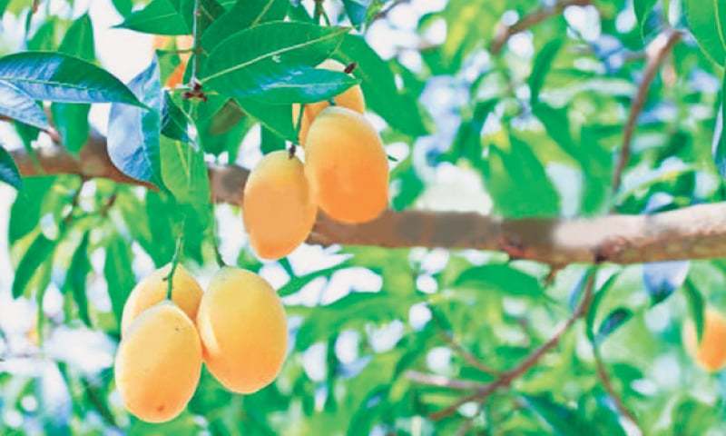 Mango galore - Newspaper - DAWN.COM