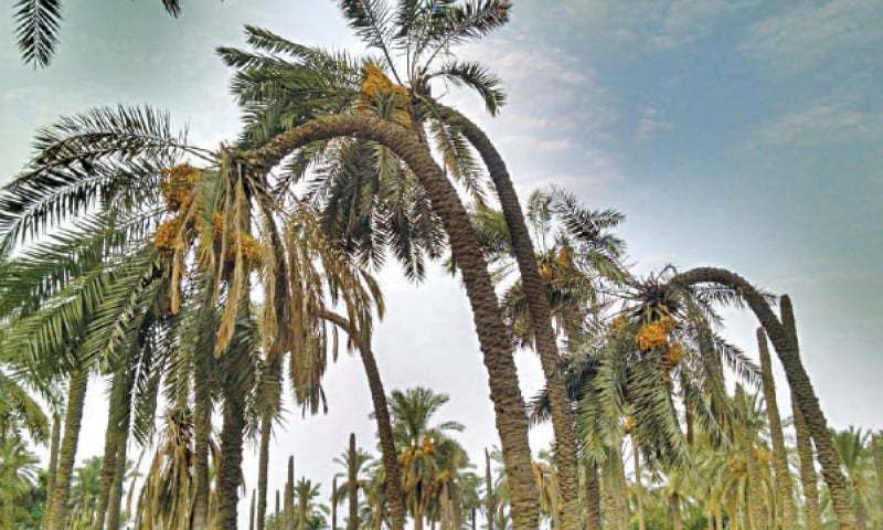 Historical date palm orchard faces neglect despite disease attack ...