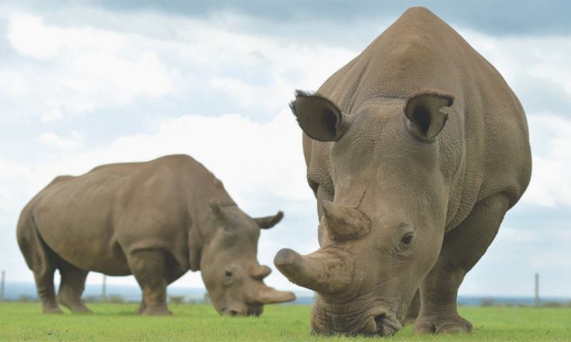 Scientists create embryos to save near-extinct rhinos - Newspaper ...