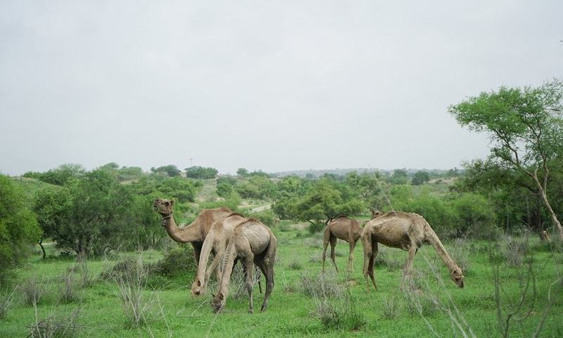 In pictures: Thar desert turns fertile after rainfall - Pakistan - DAWN.COM