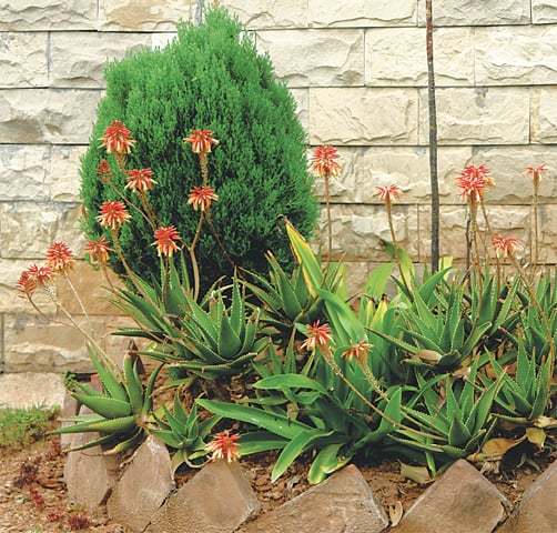 GARDENING: LANDSCAPING WITHOUT WATER - Newspaper - DAWN.COM