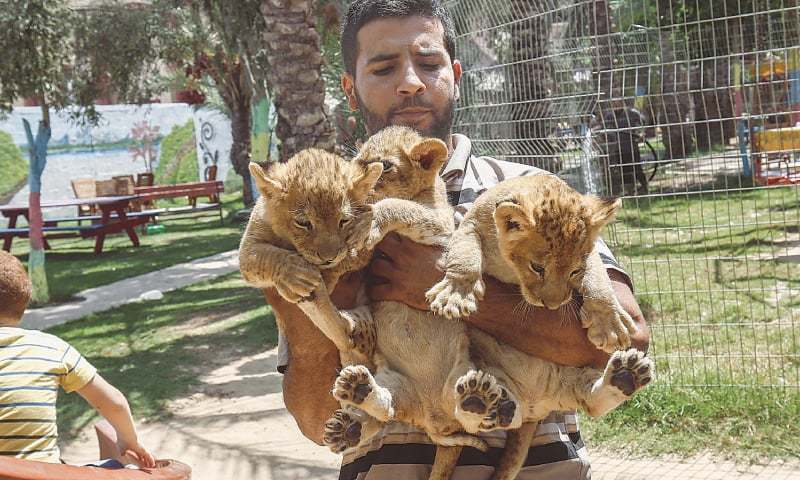 Cramped Gaza zoo reopens, only months after closure - World - DAWN.COM