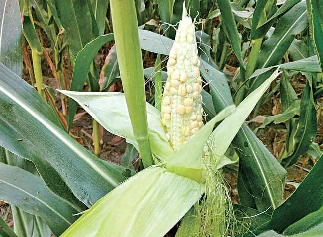 Farmers blame hybrid seed for poor maize yield - Newspaper - DAWN.COM