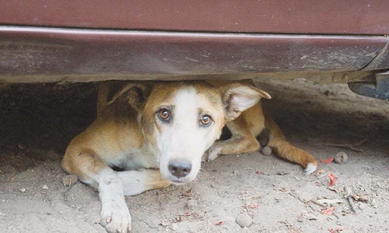 DMCs express helplessness in capturing stray dogs in city - Pakistan ...