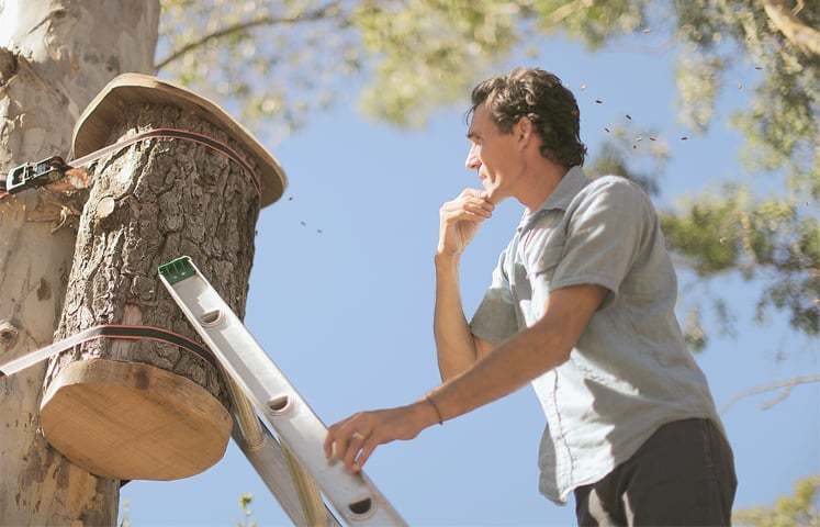 ‘Rewilding’: One man’s mission to save honey bees - Newspaper - DAWN.COM