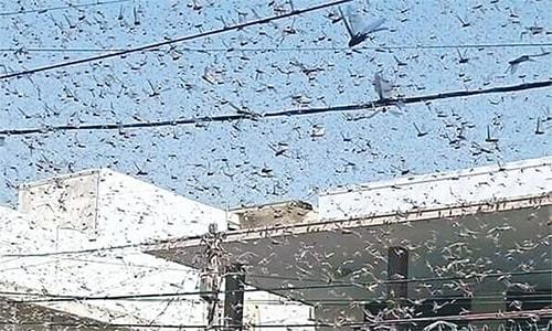 NA speaker orders urgent steps to stop locust attacks on crops ...