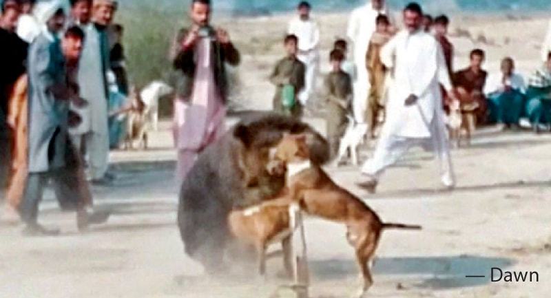 Two arrested, 20 booked for dog and bear fight - Newspaper - DAWN.COM