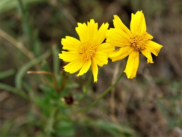 GARDENING: SOW, SOW YOUR SEED - Newspaper - DAWN.COM
