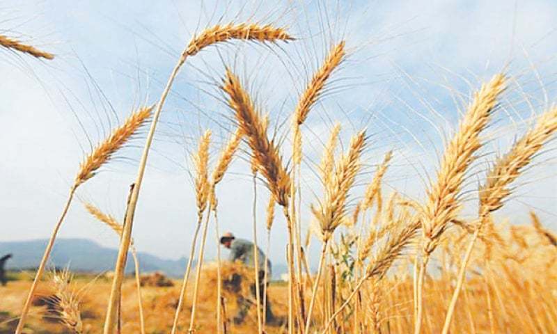 Climate change causes lower food grain, fruit yields in KP - Pakistan ...