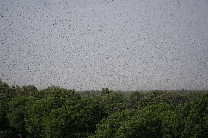 A plague of locusts - Pakistan - DAWN.COM