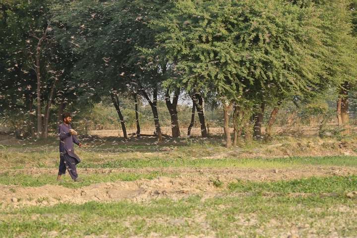 A plague of locusts - Pakistan - DAWN.COM