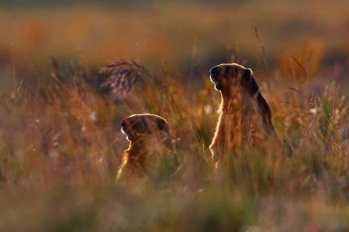 As the brown bear thrives in Deosai, villagers feel threatened ...