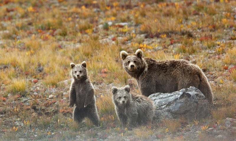 As the brown bear thrives in Deosai, villagers feel threatened ...
