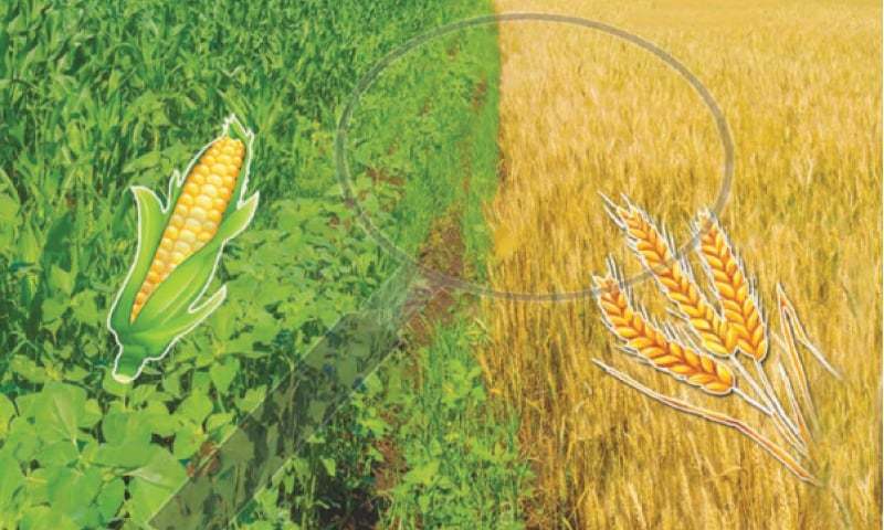 Fruitful year for wheat, maize varieties - Newspaper - DAWN.COM