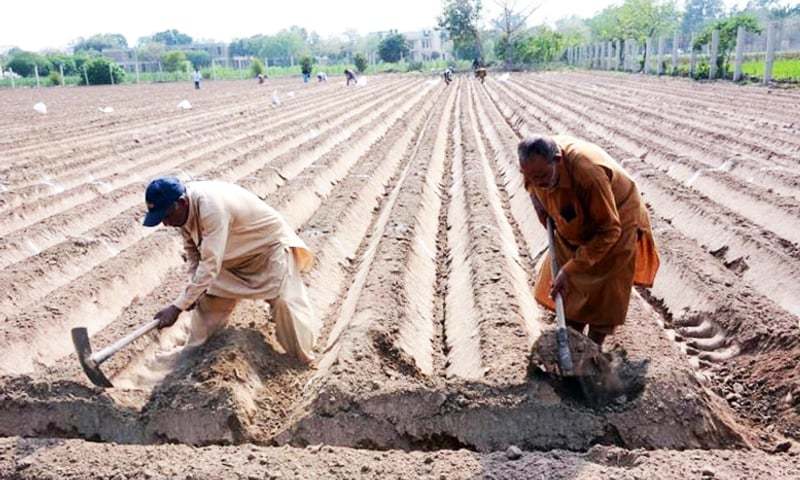Poor soil health to hit food, water security: expert - World - DAWN.COM